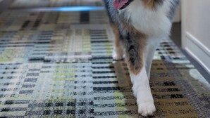 Um cão caminhando por um corredor com carpete estampado e uma porta ao fundo.
