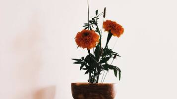 Uma planta em vaso com flores laranja e uma única flor branca numa prateleira de madeira contra uma parede lisa.