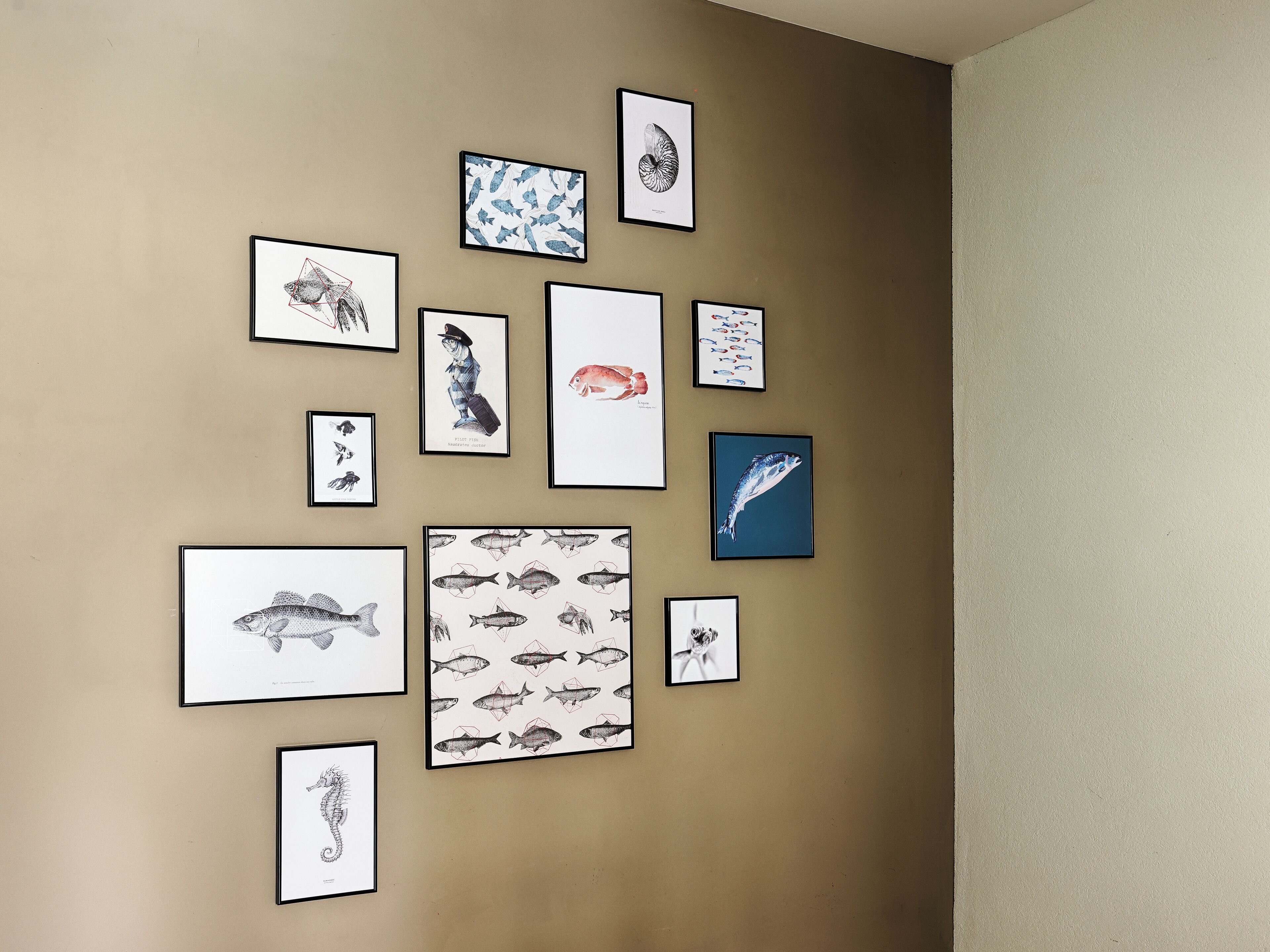 Parede com diversas ilustrações de peixes emolduradas e um cavalo-marinho.