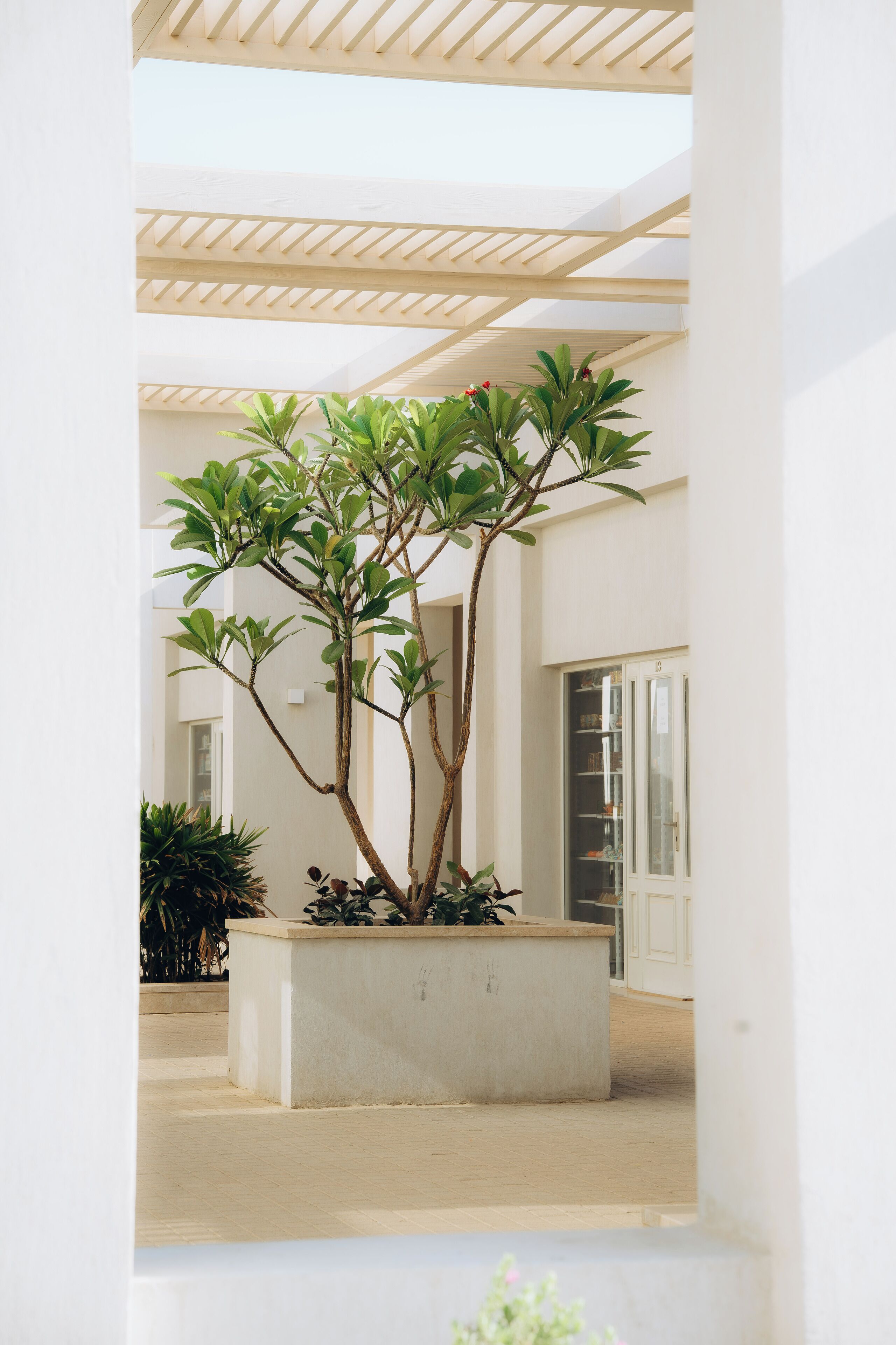 Um jardim interno moderno com um vaso central, paredes brancas e um teto com vigas de madeira.