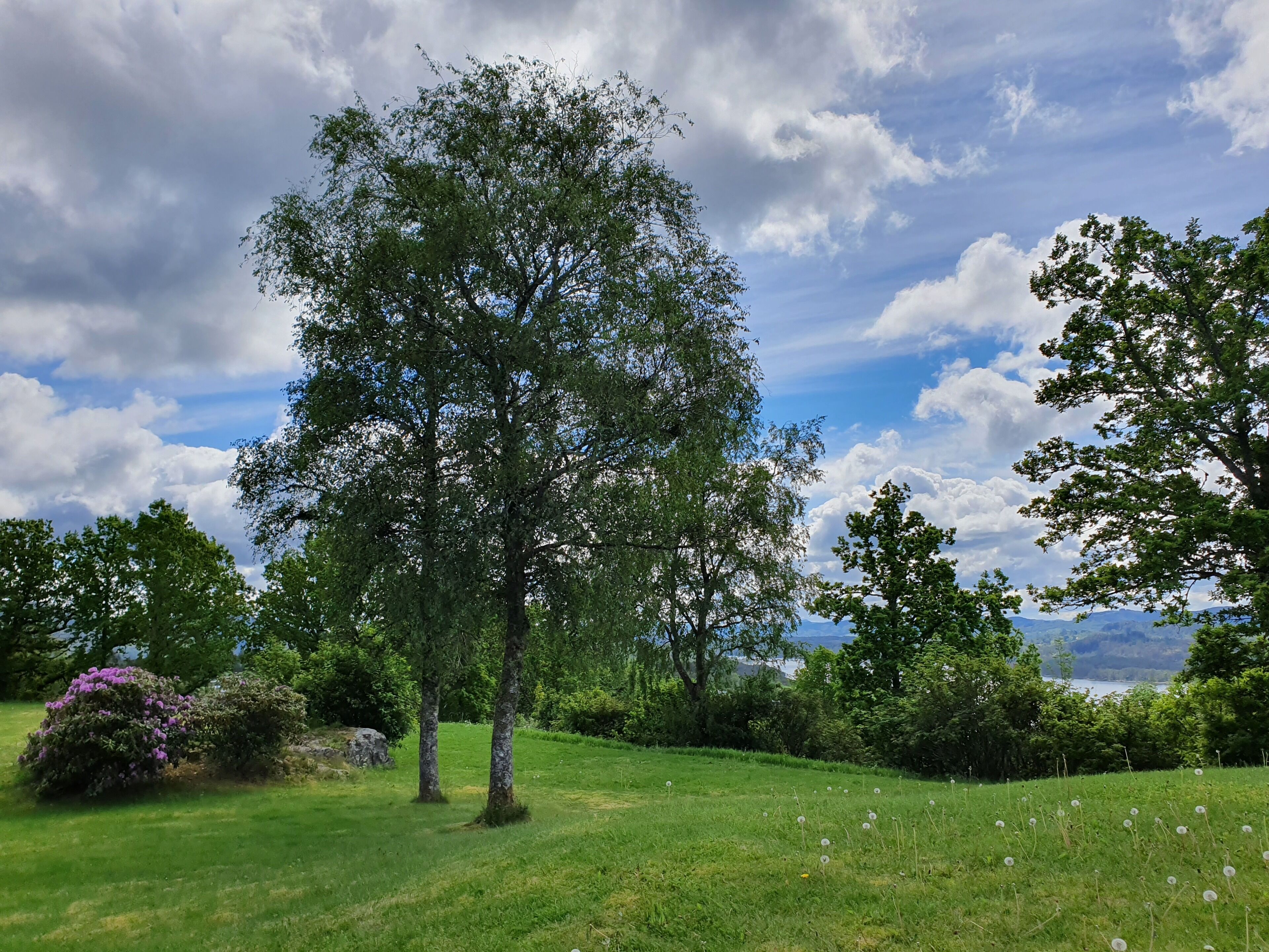 Paisagem arborizada com gramado e céu limpo.
