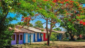 Uma fileira de casas coloridas com uma árvore em primeiro plano.