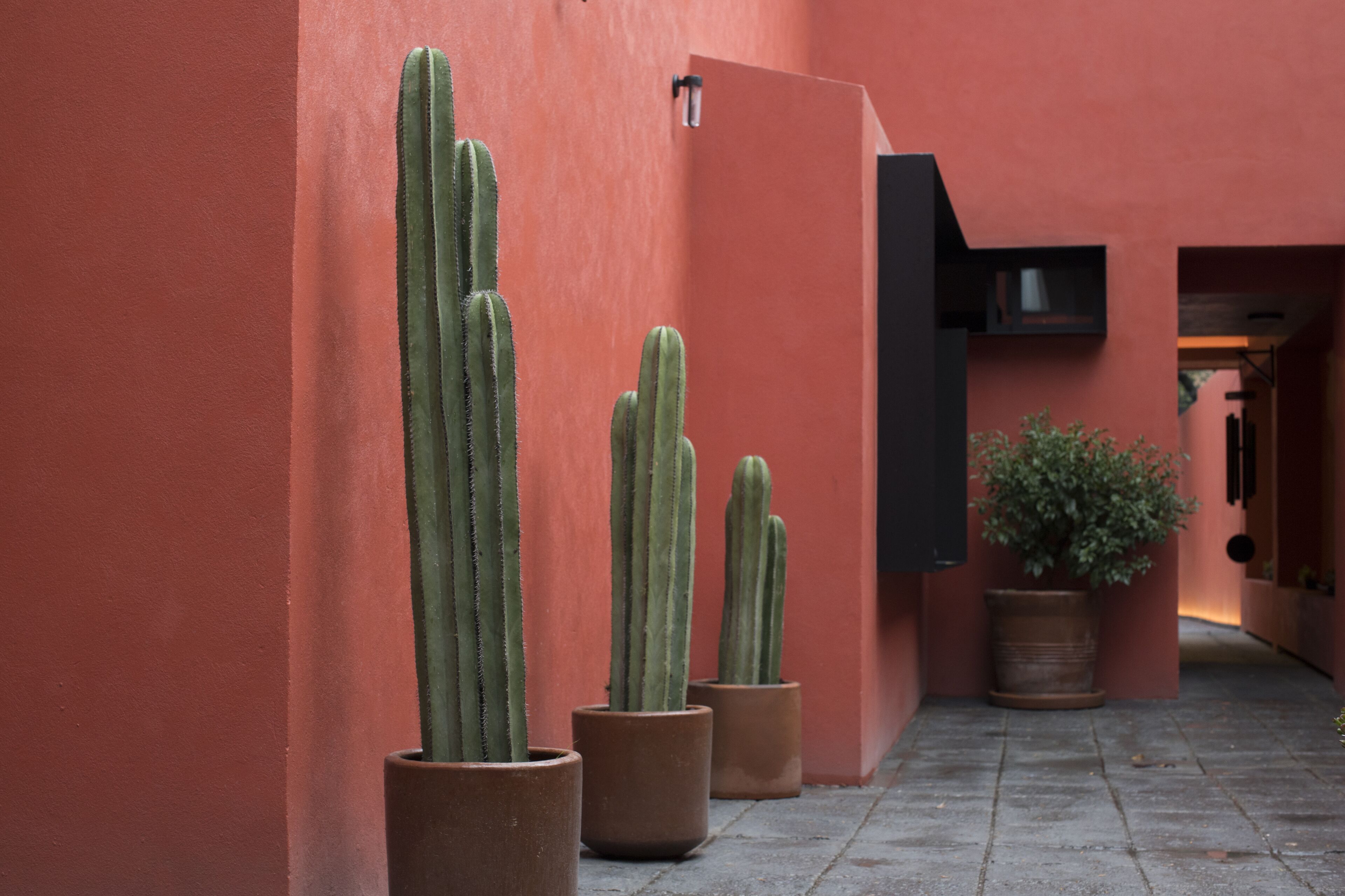 Um beco estreito com cactos altos em vasos e uma planta em vaso.