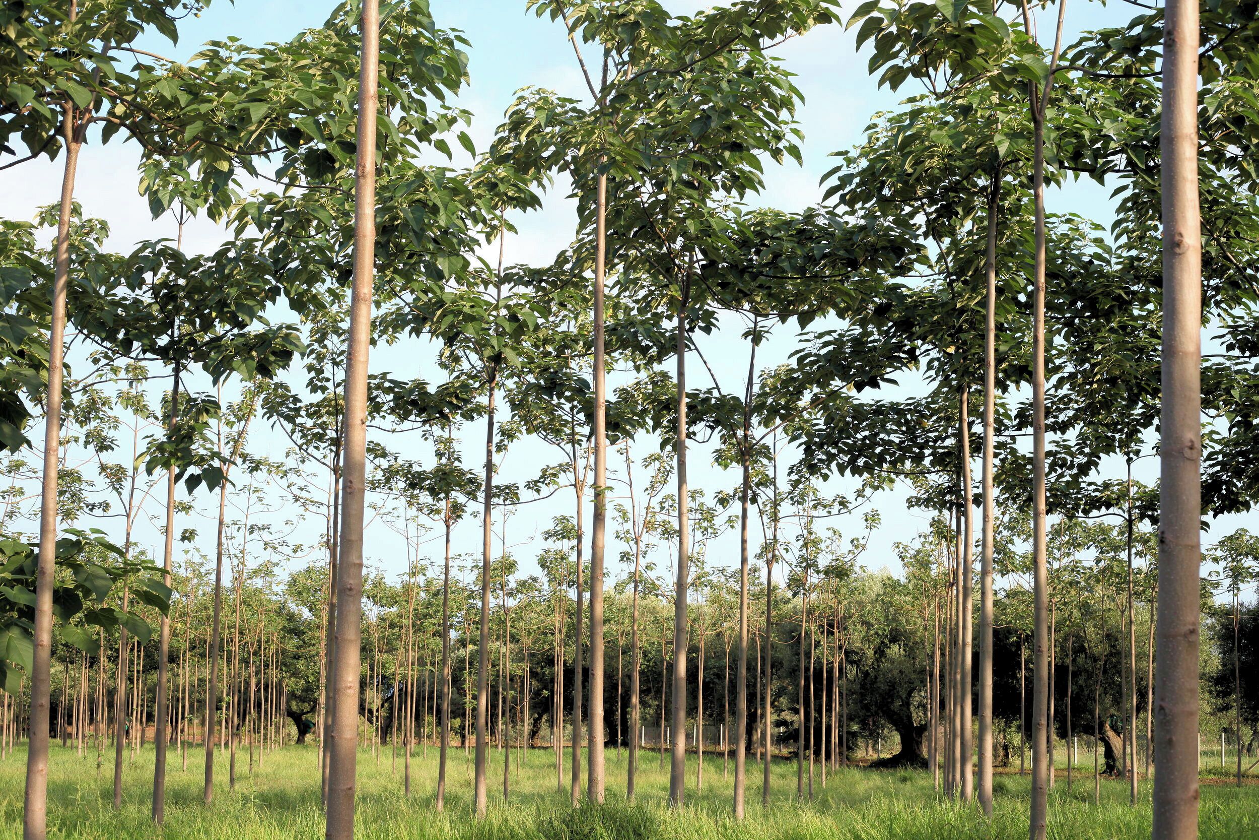 Uma floresta com árvores altas e esguias e um campo gramado.