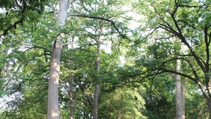 Um parque com um banco de madeira e árvores altas.