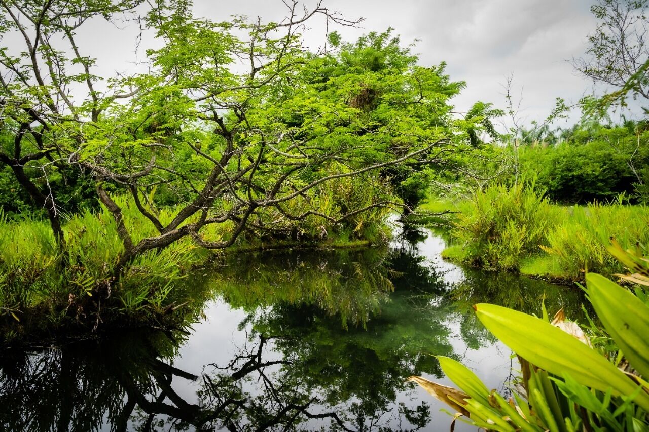 Um lago tranquilo rodeado por vegetação exuberante e árvores.
