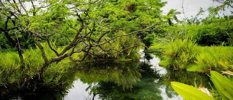 Um lago tranquilo rodeado por vegetação exuberante e árvores.