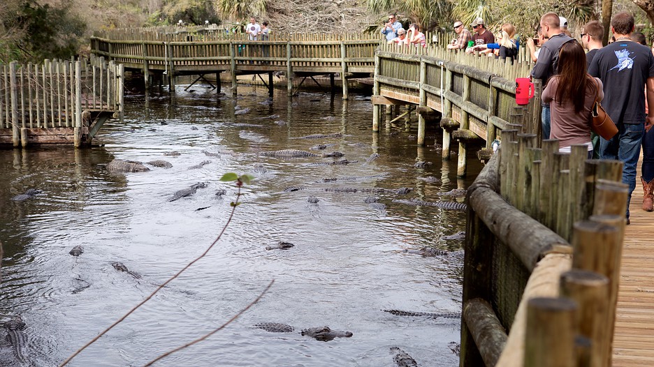 St. Augustine Alligator Farm Zoological Park in St. Augustine, Florida ...