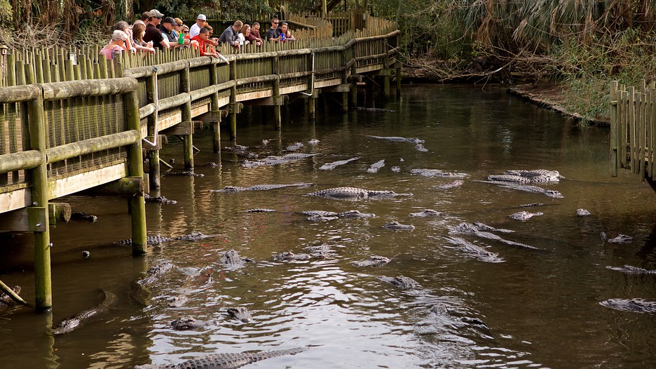 St. Augustine Alligator Farm Zoological Park in St. Augustine, Florida ...