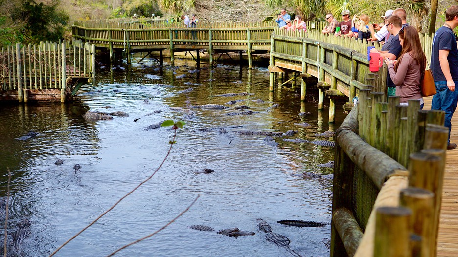 St. Augustine Alligator Farm Zoological Park in St. Augustine, Florida ...