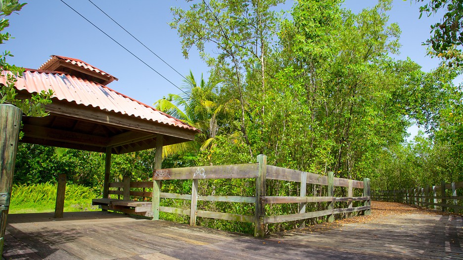 Bosque Estatal de Piñones | Puntos de interés en Isla de Puerto Rico ...