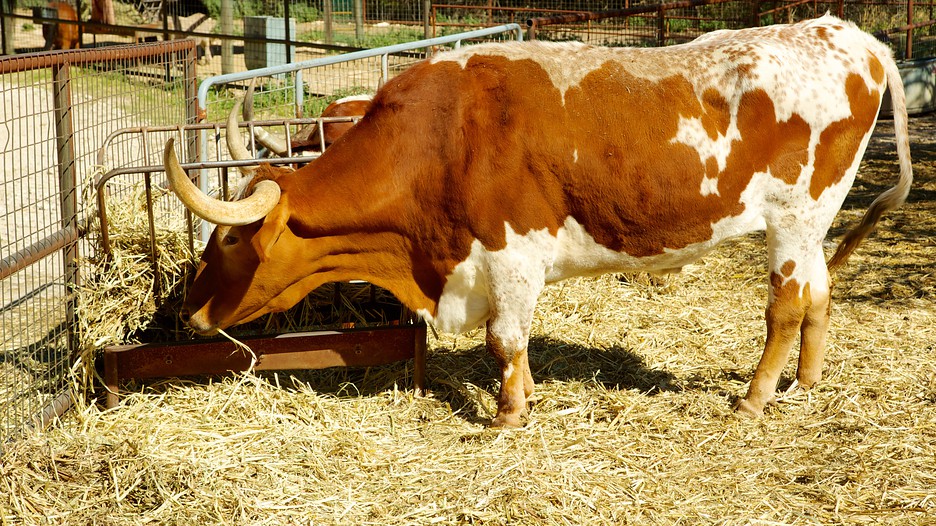 Austin Zoo in Austin, Texas | Expedia