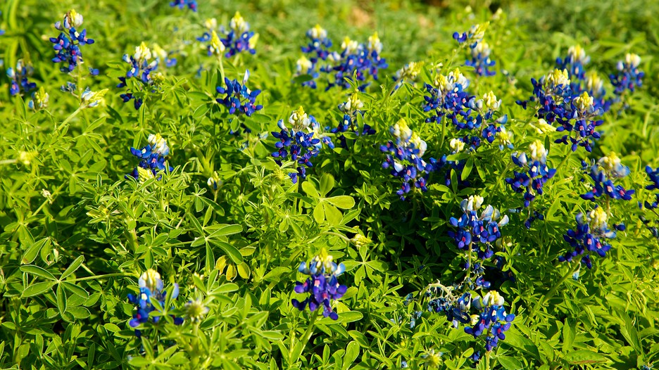 Lady Bird Johnson Wildflower Center in Austin, Texas | Expedia