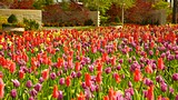 Dallas Arboretum and Botanical Garden in Dallas, Texas | Expedia