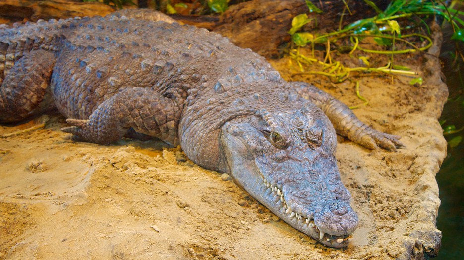 Detroit Zoo in Detroit, Michigan | Expedia