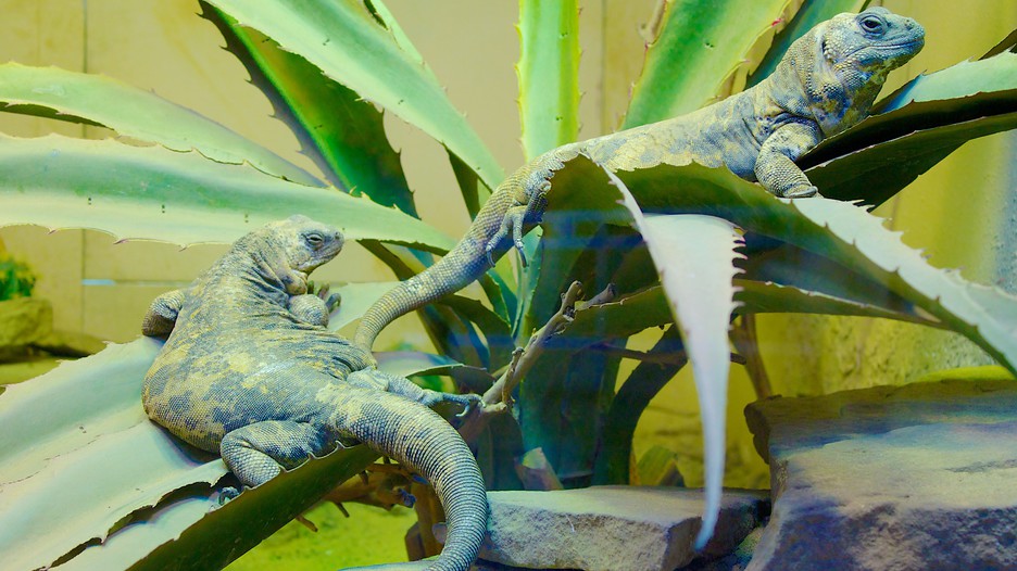 Detroit Zoo in Detroit, Michigan | Expedia