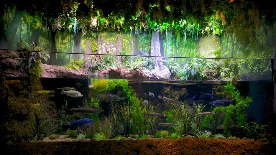 Downtown Aquarium in Houston, Texas | Expedia Downtown Aquarium in Houston, Texas | Expedia
