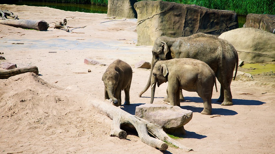 Cologne Zoo in Cologne, | Expedia