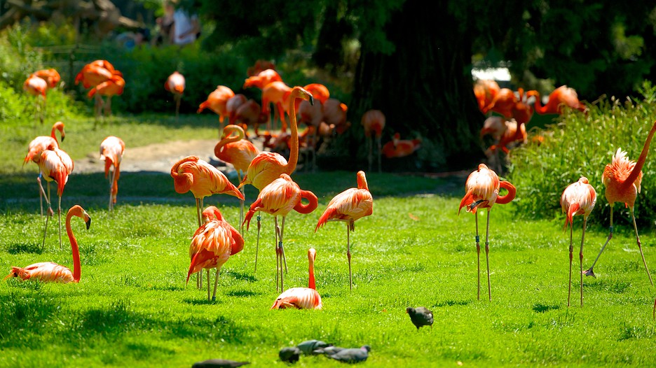 Zoo de Cologne : Découvrez Cologne et environs avec Expedia.fr