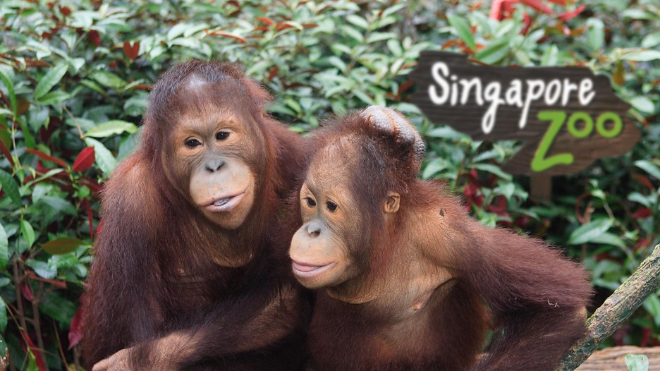 Singapore Zoo - Singapore, Attraction | Expedia.com.au