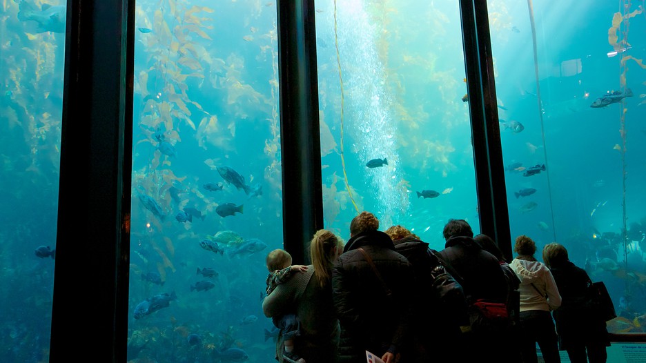 Monterey Bay Aquarium - Monterey, California Attraction | Expedia.com.au