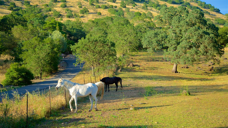 Napa Valley Vacations 2017: Package & Save up to $603 | Expedia