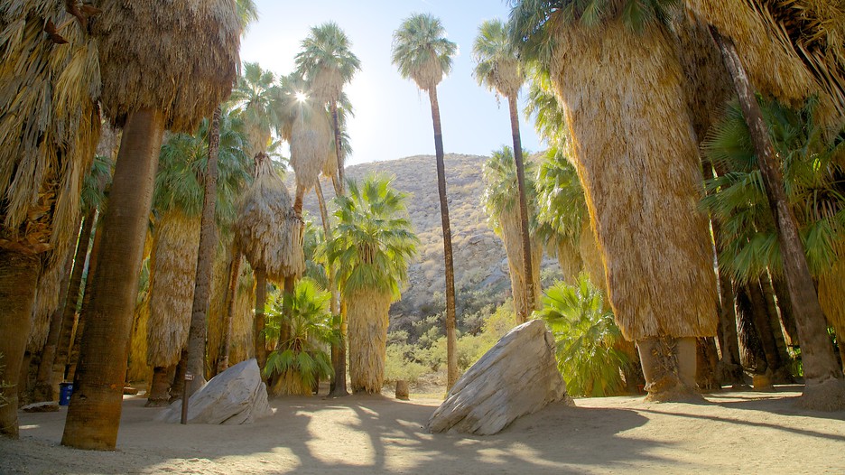 Indian Canyon : Découvrez Palm Springs avec Expedia.fr