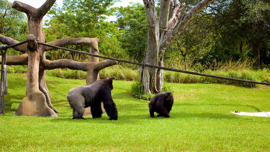 Zoo Miami in Miami, Florida | Expedia