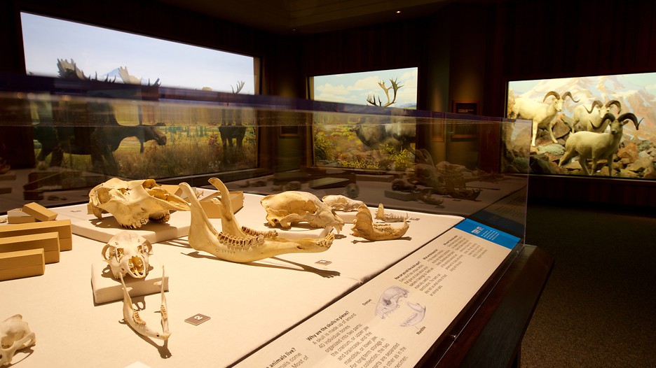 Carnegie Museum of Natural History in Pittsburgh, Pennsylvania | Expedia