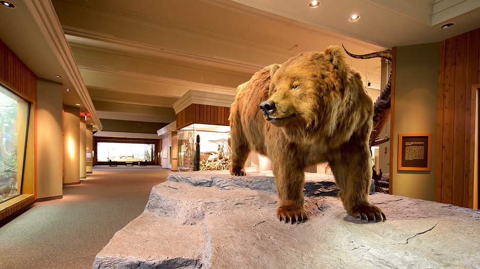 Blog Archives Carnegie Museum Of Natural History