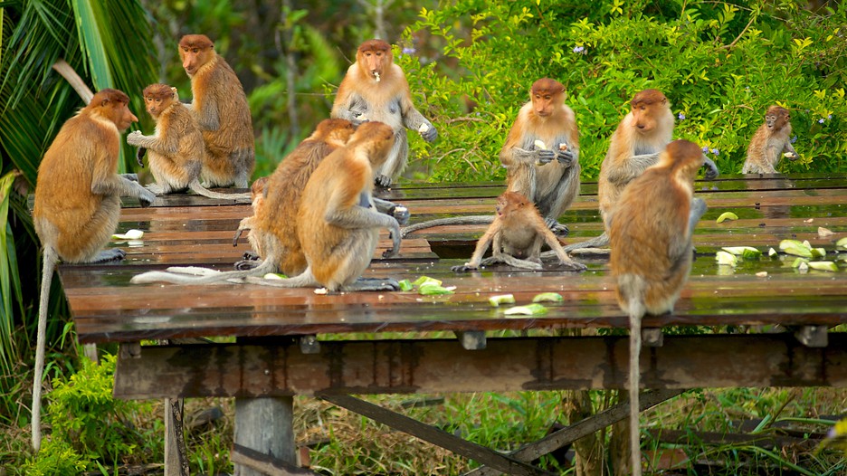 Labuk Bay Proboscis Monkey Sanctuary in Sandakan, | Expedia