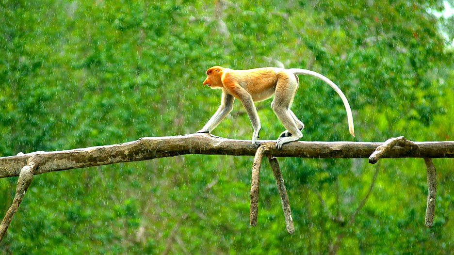 Labuk Bay Proboscis Monkey Sanctuary in Sandakan, | Expedia