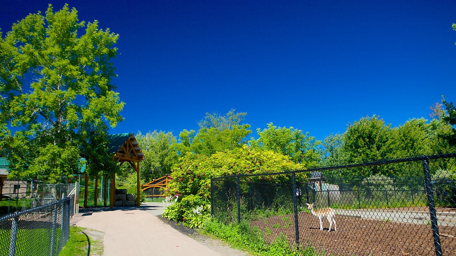 Magnetic Hill Zoo in Moncton, New Brunswick | Expedia.ca