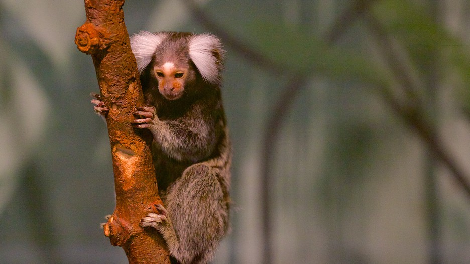 Magnetic Hill Zoo in Moncton, New Brunswick | Expedia.ca