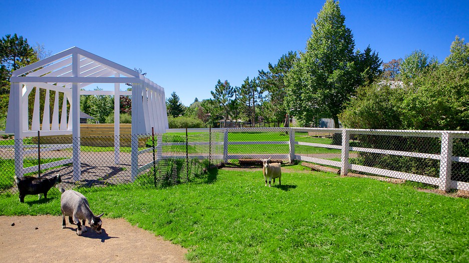 Magnetic Hill Zoo in Moncton, New Brunswick | Expedia.ca