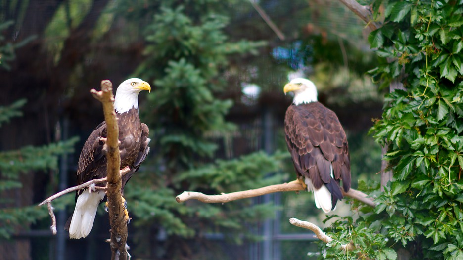 Saskatoon Forestry Farm Park and Zoo in Saskatoon, Saskatchewan ...