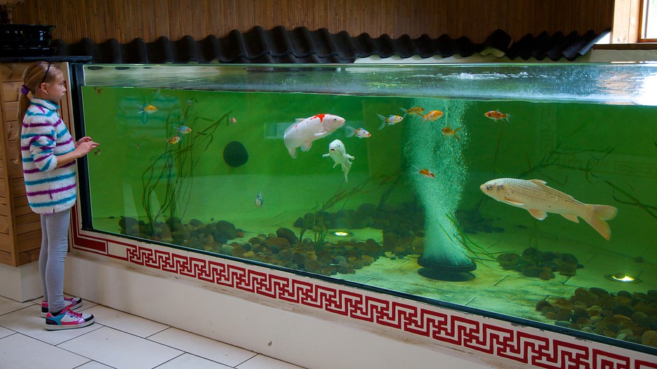 Colchester Zoo in Colchester, England | Expedia