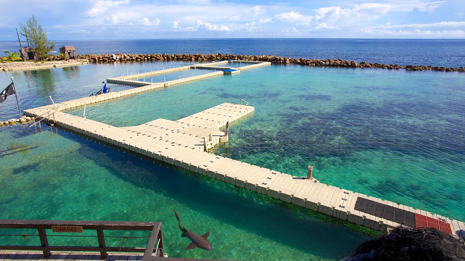 Dolphin Cove Mexico