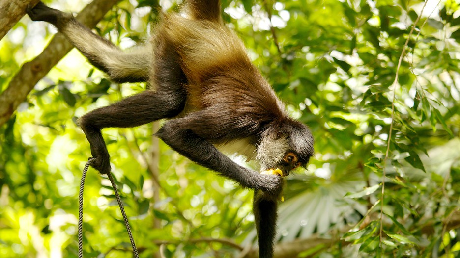 Crococun Zoo in Playa del Carmen, Quintana Roo | Expedia