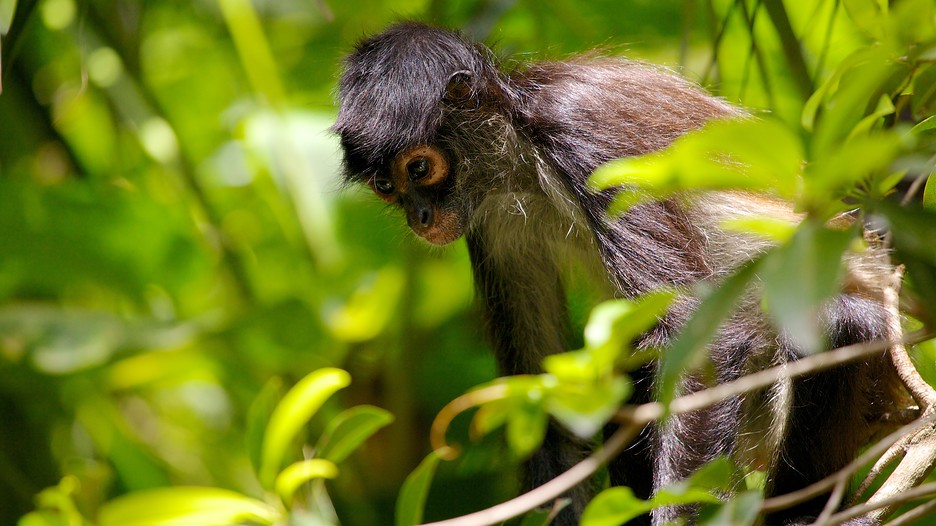 Crococun Zoo in Playa del Carmen, Quintana Roo | Expedia