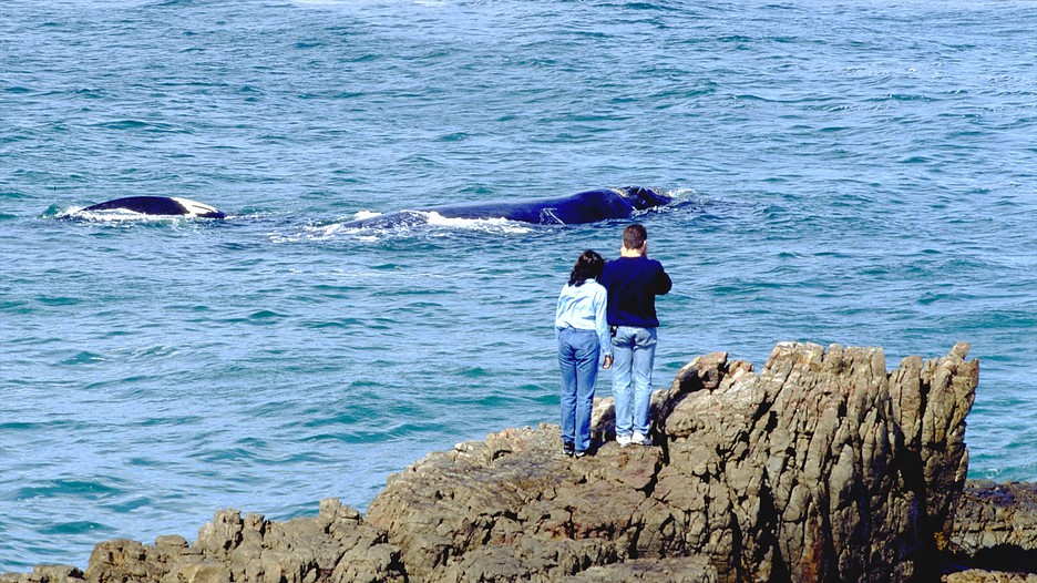 Hermanus, South Africa Vacation Packages - Save On Hermanus Trips ...