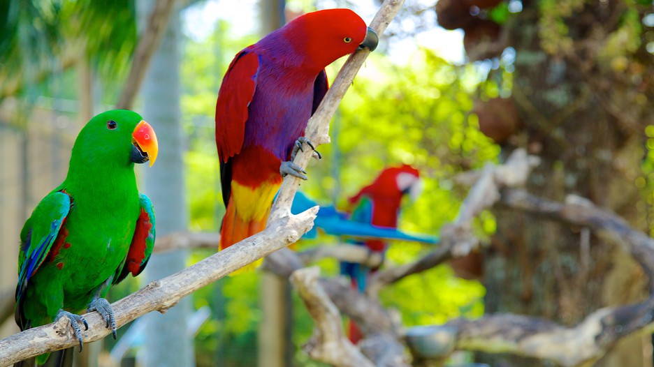 Bali Bird Park - Sukawati, Attraction | Expedia.com.au