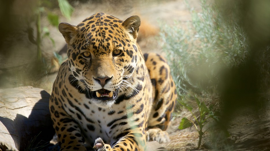 Animal Ark in Reno, Nevada | Expedia