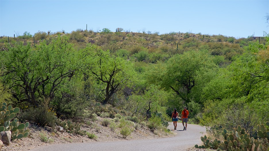 Tucson Vacations 2017: Package & Save up to $603 | Expedia