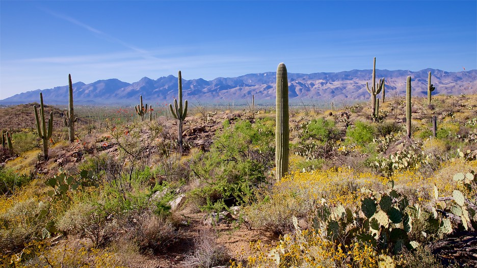 Tucson Vacations 2017: Package & Save up to $603 | Expedia