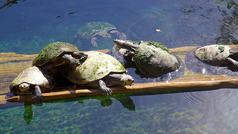 Lowry Park Zoo in Tampa, Florida | Expedia