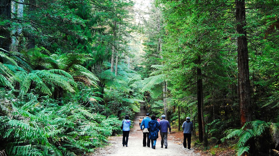 Rotorua Vacations 2017: Package & Save up to $603 | Expedia