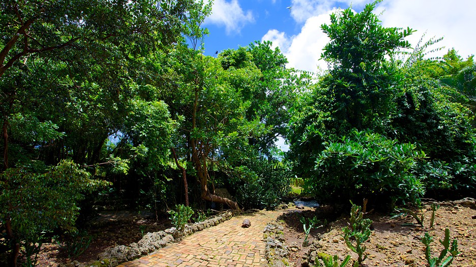 Barbados Wildlife Reserve in Speightstown, | Expedia