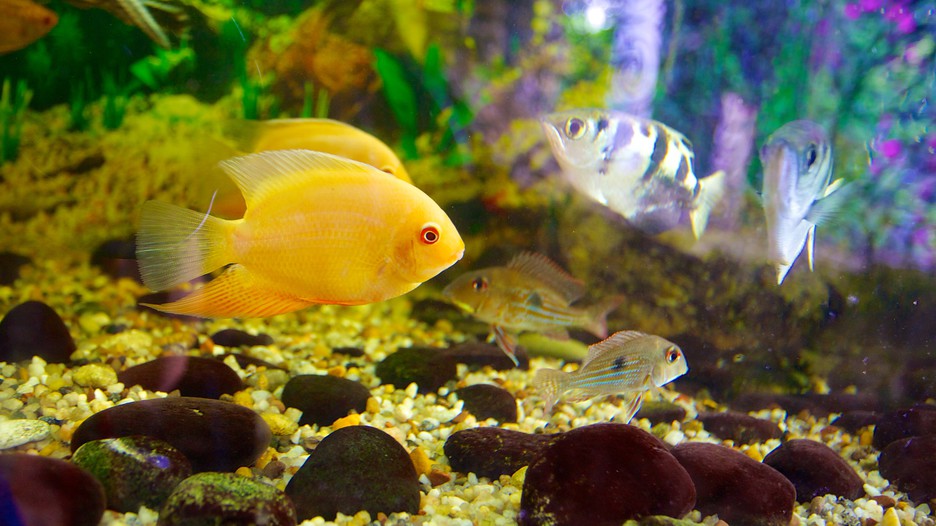 Barbados Wildlife Reserve - Speightstown, Attraction | Expedia.com.au