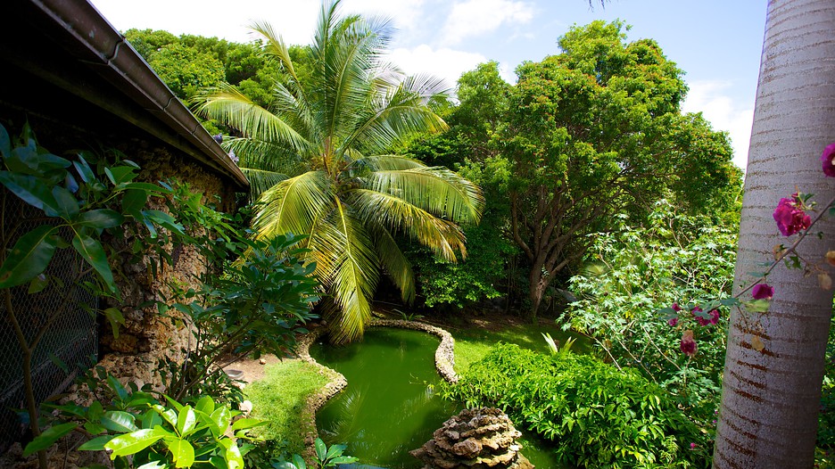 Barbados Wildlife Reserve in Speightstown, | Expedia